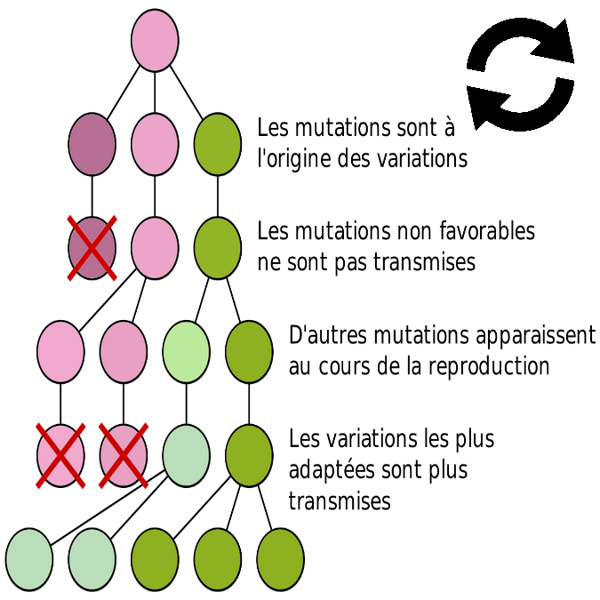 EL@cfwb: Tous les cours